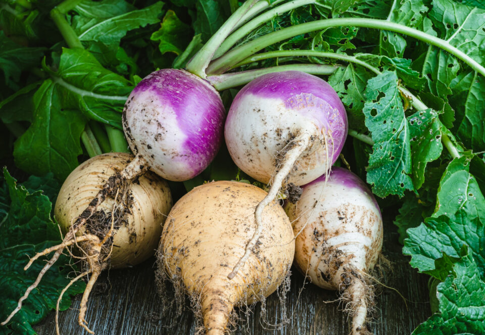 Semer le navet : 3 conseils pour quand et comment le faire