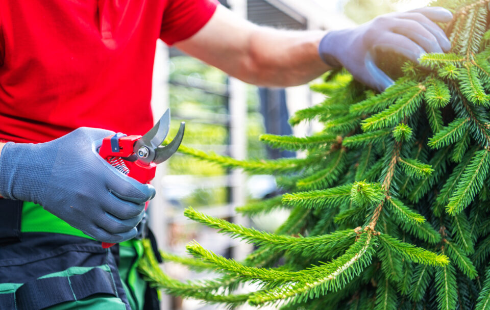 Comment tailler les sapins : techniques et outils indispensables
